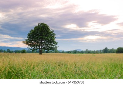 Alone Tree Stock Photo 647353738 | Shutterstock