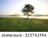 2,635,845 Small Tree Royalty-Free Images, Stock Photos & Pictures ...