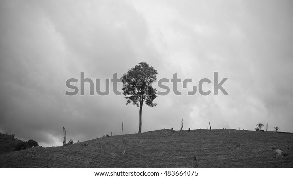 Alone Treeimage Black White Background Stock Photo 483664075 | Shutterstock