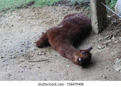 678 Alpaca Sleeps Images, Stock Photos & Vectors | Shutterstock