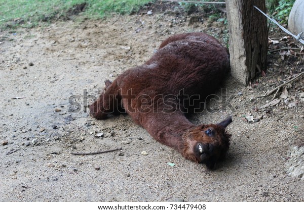 Alpaca Lying Down Stock Photo (Edit Now) 734479408