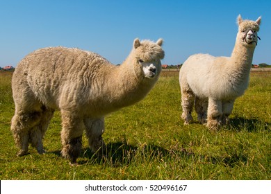 229 Crazy alpaca Images, Stock Photos & Vectors | Shutterstock
