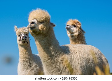 229 Crazy alpaca Images, Stock Photos & Vectors | Shutterstock