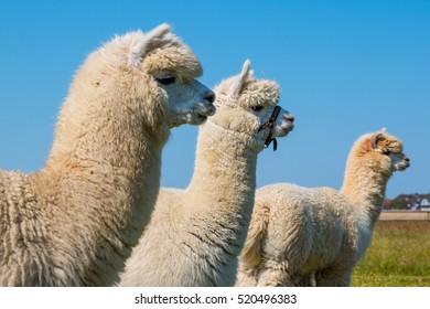 229 Crazy alpaca Images, Stock Photos & Vectors | Shutterstock