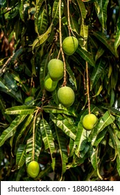 186 Alphanso Mango Images, Stock Photos & Vectors | Shutterstock