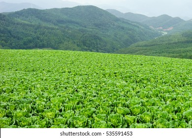 Cabbage-patch Images, Stock Photos & Vectors | Shutterstock