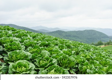 Cabbage-patch Images, Stock Photos & Vectors | Shutterstock