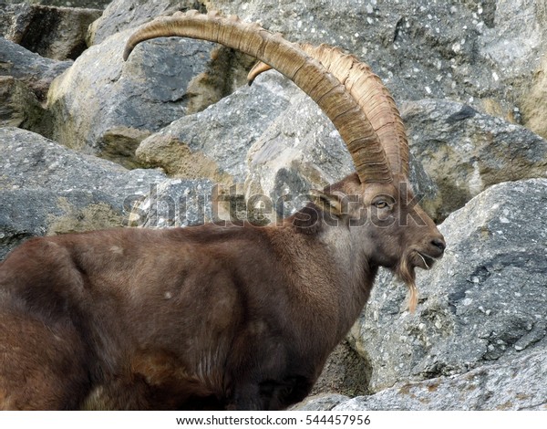 Alpine Ibex Stock Photo 544457956 | Shutterstock