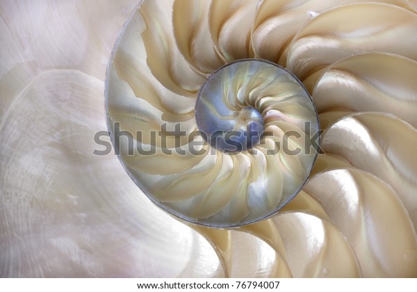 Amazing Fibonacci Pattern Nautilus Shell Stock Photo (Edit Now) 76794007