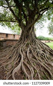 Amazing Root Stock Photo 1127339009 | Shutterstock
