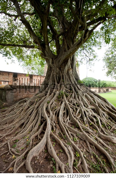 Amazing Root Stock Photo 1127339009 | Shutterstock