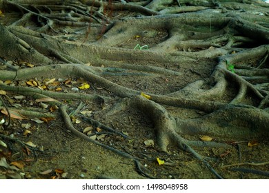 Amazing Tree Root Background Complex Structures Stock Photo 1498048958 ...
