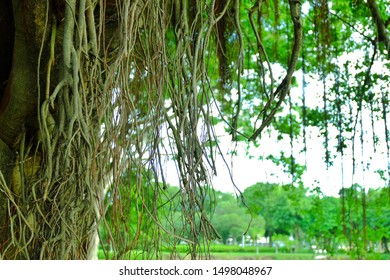 Amazing Tree Root Background Complex Structures Stock Photo 1498048967 ...