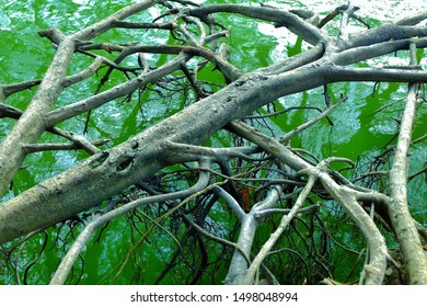 Amazing Tree Root Background Complex Structures Stock Photo (Edit Now ...