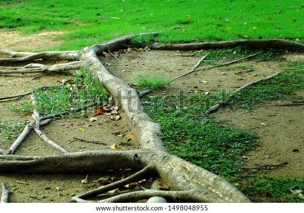 Amazing Tree Root Background Complex Structures Stock Photo 1498048955 ...