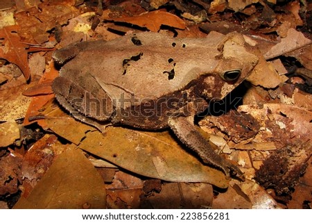 Amazon Leaf Toad Stock Photo (Edit Now) 223856281 - Shutterstock