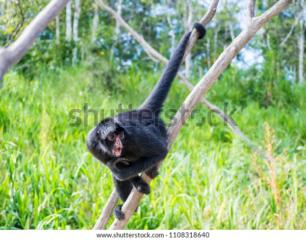 Amazon Rainforest Monkey Stock Photo 1108318640 | Shutterstock