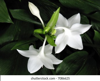 5,257 imágenes de Amazon lily - Imágenes, fotos y vectores de stock ...