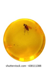 2,162 Amber Fly Images, Stock Photos & Vectors | Shutterstock