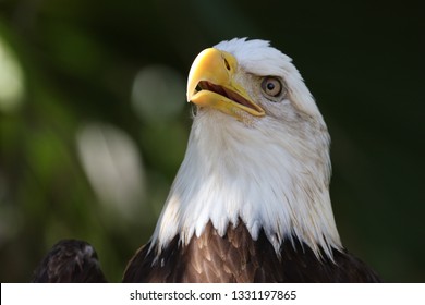 Wise Eagle Spotted Suffolk England Stock Photo 714545551 | Shutterstock