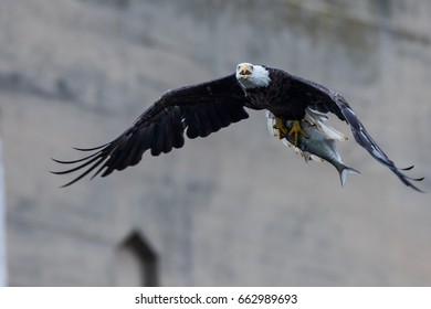 American Bald Eagle Swooping Down Grab Foto Stok 1911639103 | Shutterstock