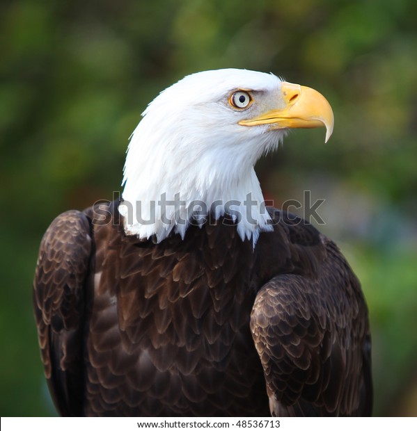 American Bald Eagle Portrait Stock Photo (Edit Now) 48536713 American Bald Eagle Portrait Stock Photo (Edit Now) 48536713