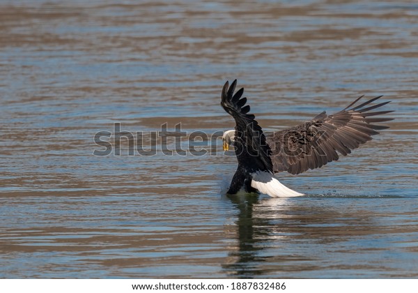 American Bald Eagle Swooping Down Grab Stock Photo (Edit Now) 1887832486