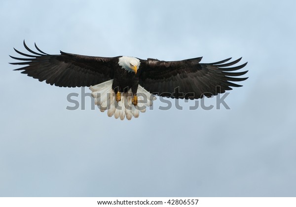 American Bald Eagle Swooping Down Grab Stock Photo (Edit Now) 42806557