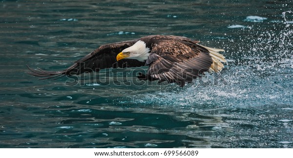 American Bald Eagle Swooping Down Grab Stock Photo (Edit Now) 699566089