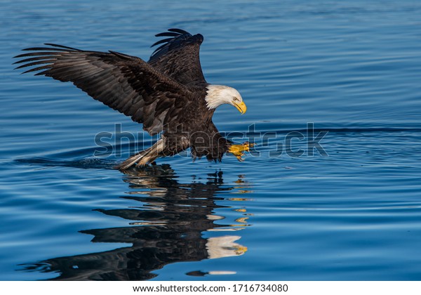 American Bald Eagle Swoops Down Grab Stock Photo 1716734080 | Shutterstock