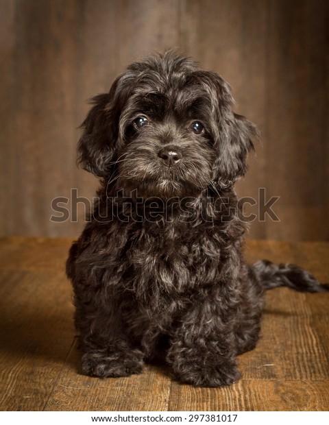 American Cockapoo Stock Photo 297381017 | Shutterstock