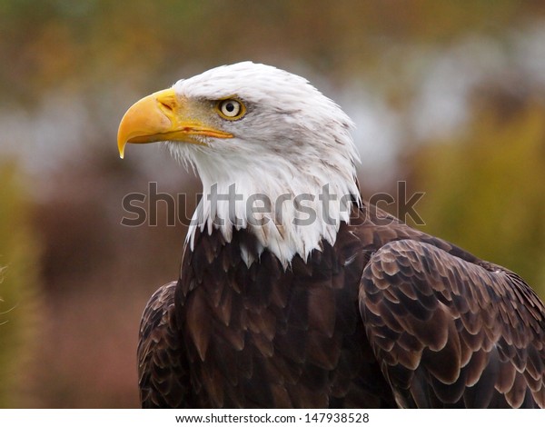 American Eagle Stock Photo 147938528 | Shutterstock