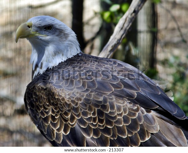 American White Head Eagle Stock Photo (Edit Now) 213307