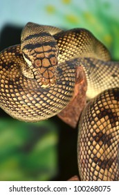 57 Amethyst python Images, Stock Photos & Vectors | Shutterstock