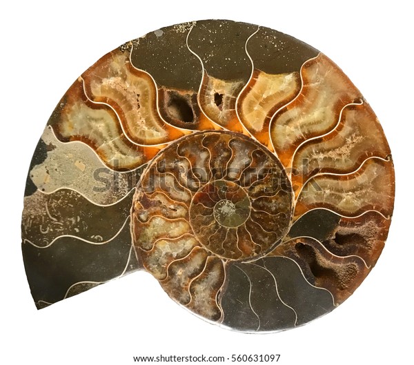 Ammonite Gemstone Stock Photo (Edit Now) 560631097