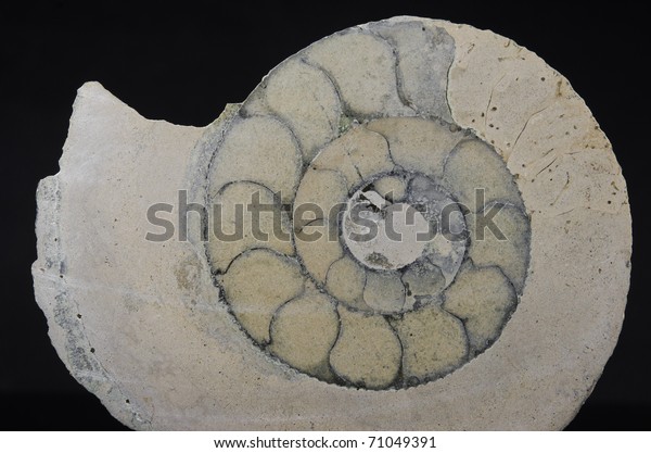 Ammonites Cross Section Stock Photo (Edit Now) 71049391