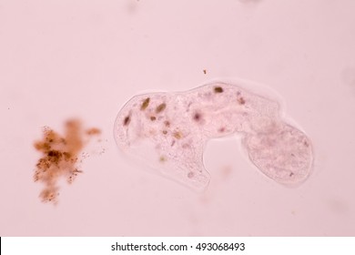 77 Amoeba pseudopodia Stock Photos, Images & Photography | Shutterstock