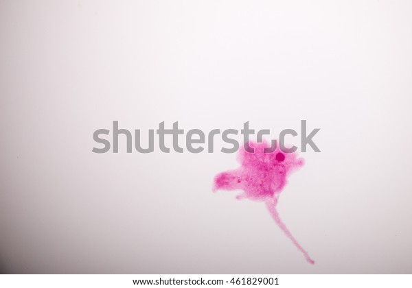 Amoeba Proteus Under Microscope Stock Photo 461829001 | Shutterstock