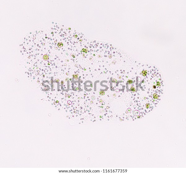 Amoeba Proteus Under Microscope View Stock Photo 1161677359 | Shutterstock