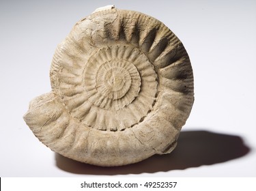 Amonite: imagens, fotos e vetores stock | Shutterstock