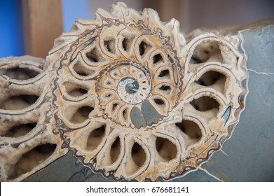 Amonites Images, Stock Photos & Vectors | Shutterstock