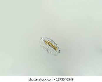 Amphora Sp Algae Under Microscopic View Stock Photo 1273540549 ...