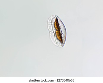 Amphora Sp Algae Under Microscopic View Stock Photo 1273540663 ...