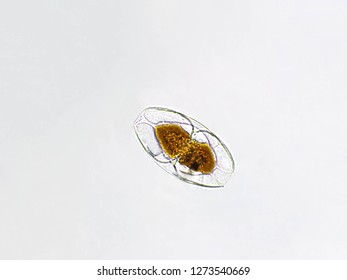 Amphora Sp Algae Under Microscopic View Stock Photo 1273540669 ...
