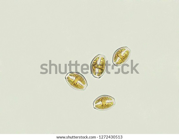Amphora Sp Algae Under Microscopic View Stock Photo 1272430513 ...