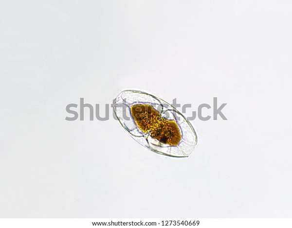 Amphora Sp Algae Under Microscopic View Stock Photo 1273540669 ...