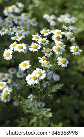 114 Anacyclus pyrethrum Images, Stock Photos & Vectors | Shutterstock