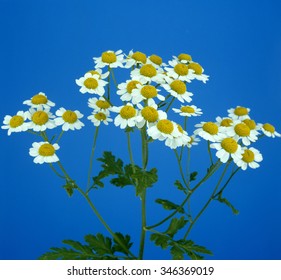114 Anacyclus pyrethrum Images, Stock Photos & Vectors | Shutterstock