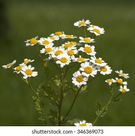 114 Anacyclus pyrethrum Images, Stock Photos & Vectors | Shutterstock