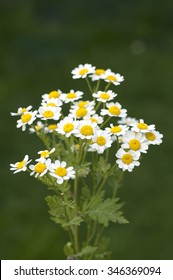 114 Anacyclus pyrethrum Images, Stock Photos & Vectors | Shutterstock